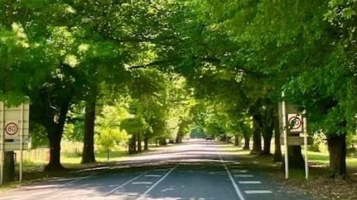 Petition · Save The Gateway Trees Into Bright, Victoria - Australia ...