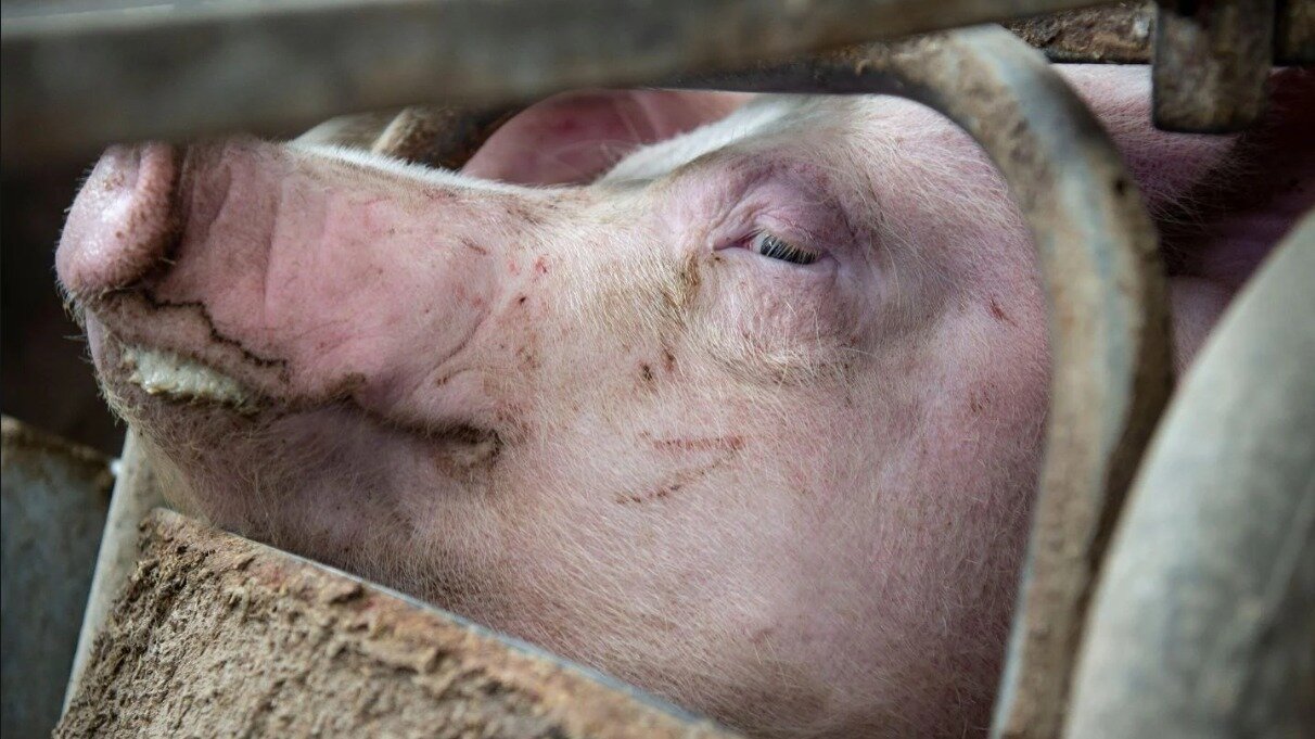 Petition · Implement Humane Practices in Agricultural Animal Treatment ...