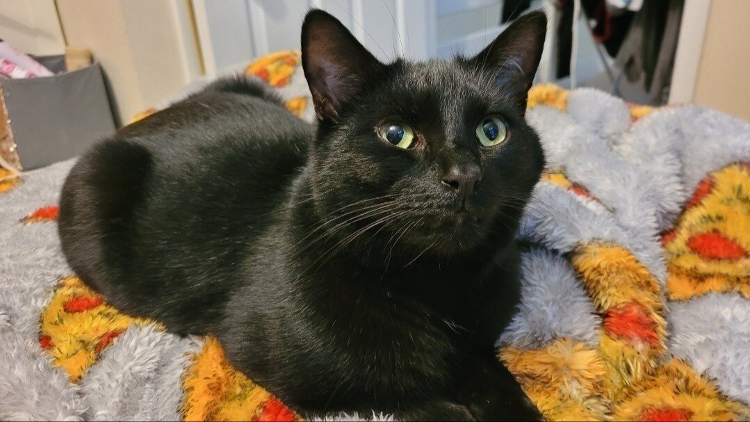 Petition · Make it Mandatory for Flower Sellers to Warn About Lily ...