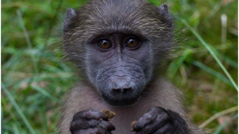Petition · Save the Primates Australia : STOP fraudulent actions to ...