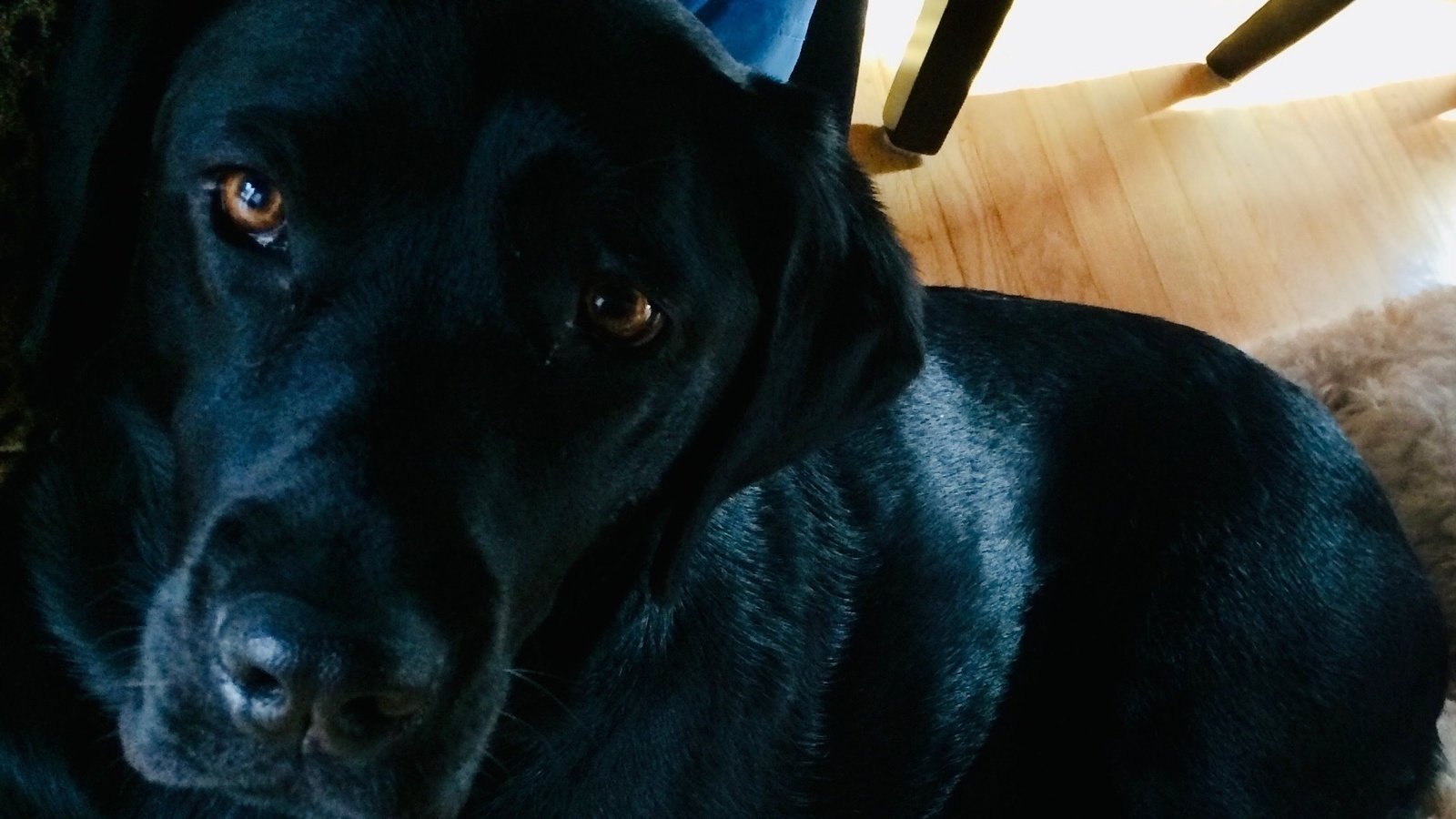 Petition update · K9 MATTIE IS COMING HOME!! · Change.org