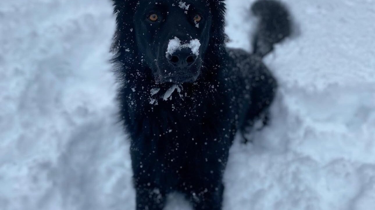 Petition · Stop Apollo From Being Kicked Out! - Pittsburgh, United ...