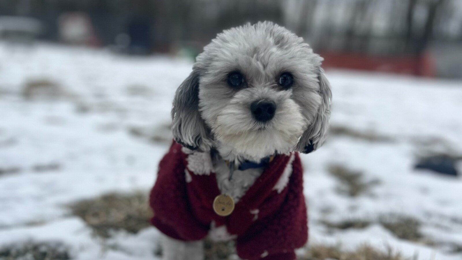 Petition · Justice for Sando – Pass “Sando’s Law” to Protect Pets from ...