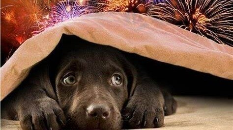 Petition · Ban public sale and use of fireworks - Protect our animals ...