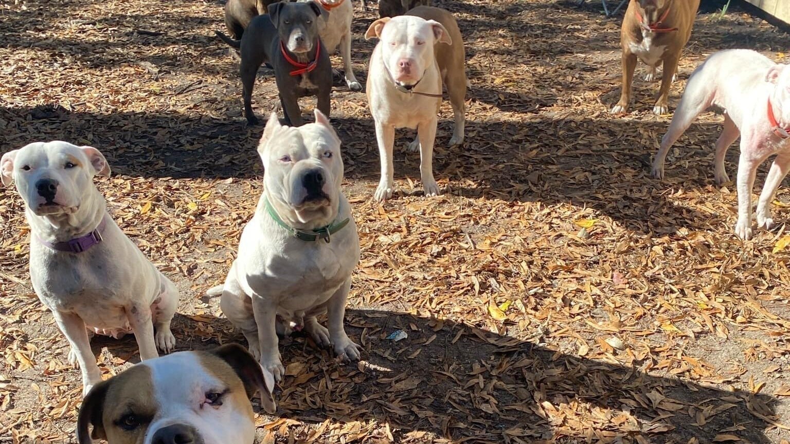 Petition · Increase the Limit on Dogs Permitted per Household in ...