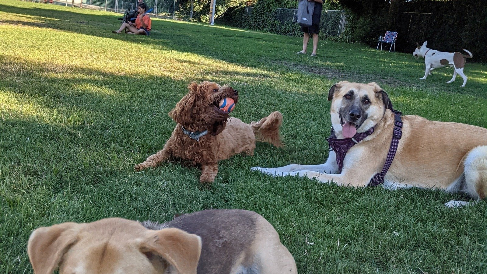 Petition · Urge the City of Palo Alto to Support the Dog Community by ...