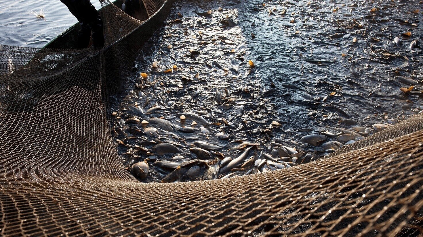 Petition · Rase the commercial fishing restrictions - let the fish ...