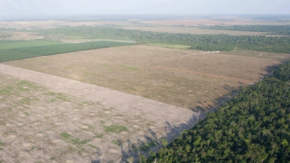 Petition · Stop illegal logging in amazon rainforest during COVID-19 ...