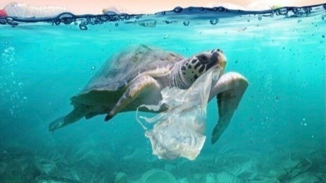 Petition · End the Use of Single-Use Plastics: Save Our Oceans ...