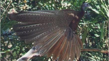 Petisi · Burung Ruai adalah Endemik burung di Kalimantan Barat. Saat ...