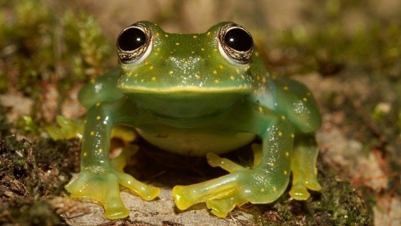 Petition · Keep Funny Frog's Memory Alive - United States · Change.org