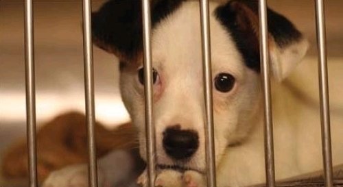 Petition · Stop throwing out newly expired animal food & donate it to ...