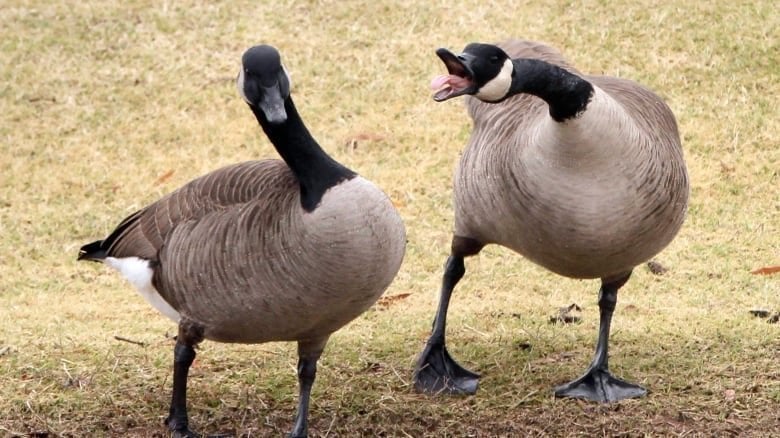 Petition · Rename the Canadian Goose to "Cobra Chicken" - United States ...