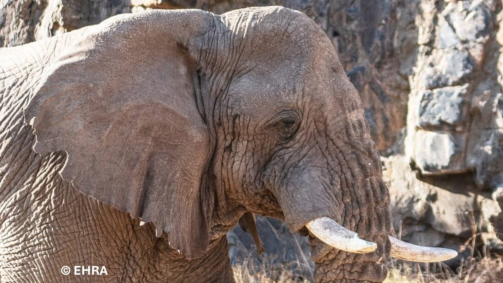 Petition · Stop Namibia's Largest Mass-Cull of Desert Elephants and ...