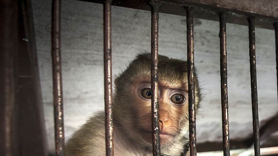 Petition · Justice for animals help ban zoos - United States · Change.org