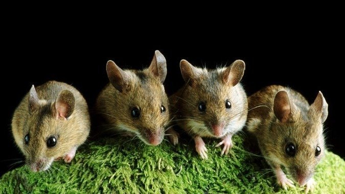 Petition · Stop Inhumane Animal Testing - Implement the 3 R's - United ...