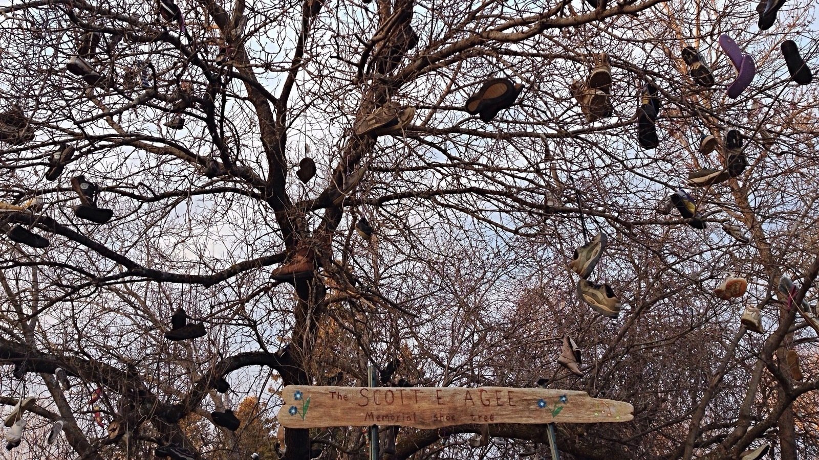 Petition · Save the Shoe Tree - United States · Change.org