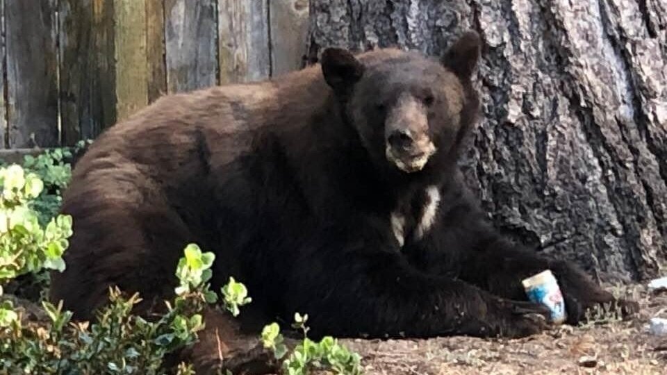 Petition · Save Nevada Bears! - United States · Change.org