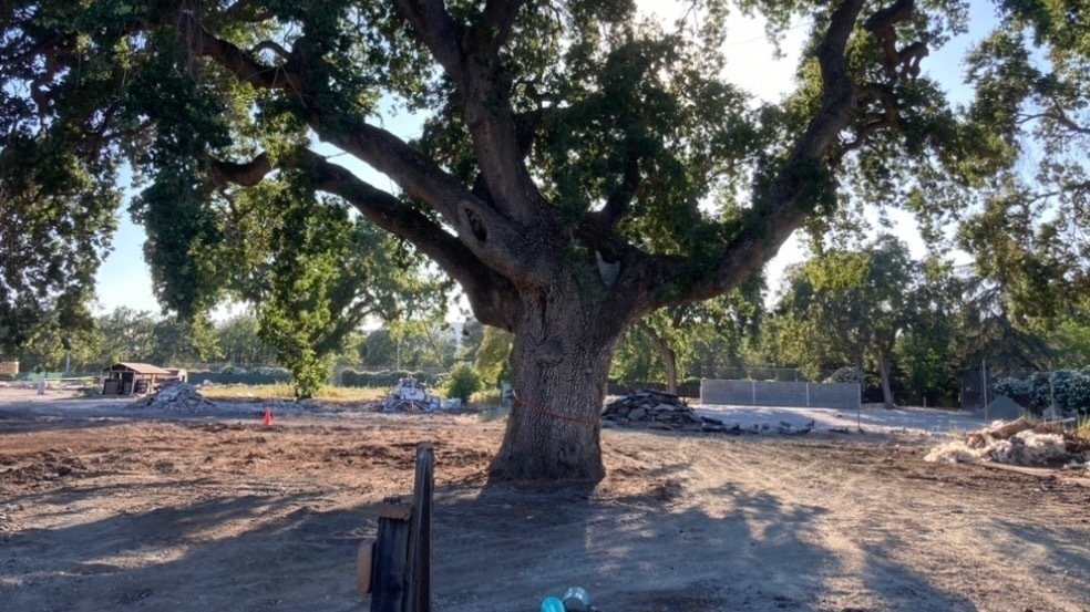 Petition · Save the Palmer Oak - Walnut Creek, United States · Change.org
