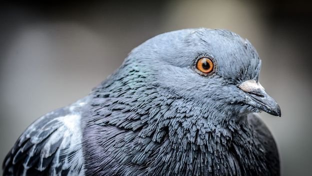 Petition · Stop culling pigeons at Dunbar Bridge - Dunbar, United ...