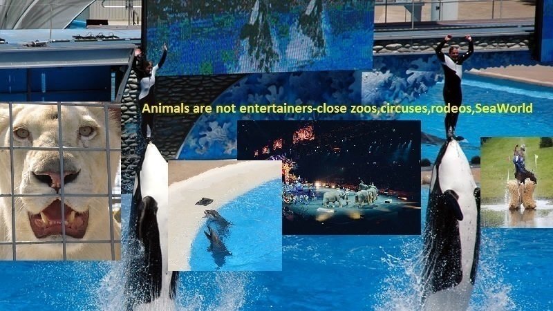 Petition · Dont support the use of animals for human entertainment ...
