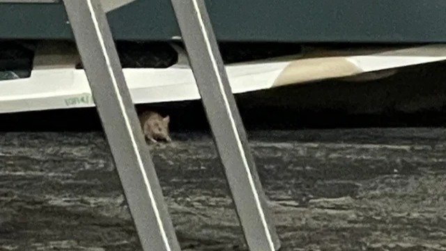 Petition · Force Chartwells to Increase the Quality of the Food at UMBC ...