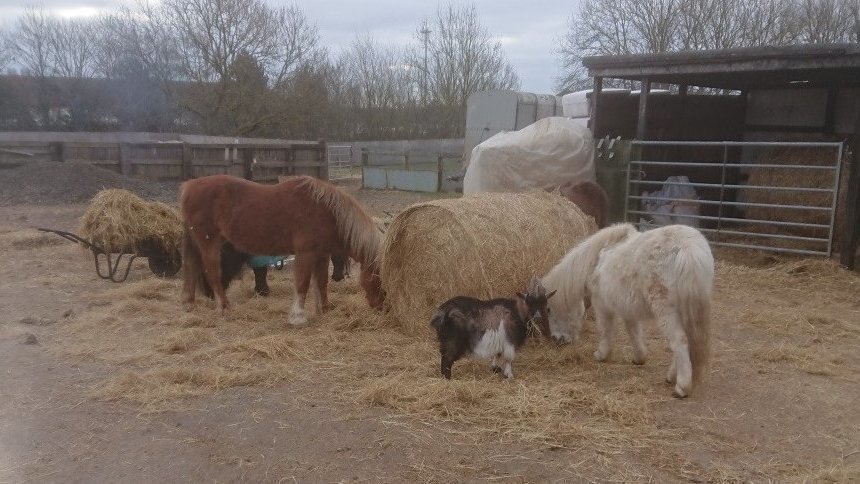 Petition · Save Bebside Horse Rescue - United Kingdom · Change.org