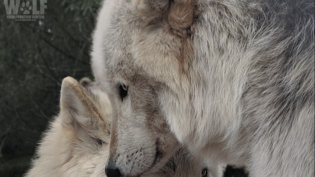 Petition · Stop Killing Wolves that Cross Yellowstone's Border - United ...