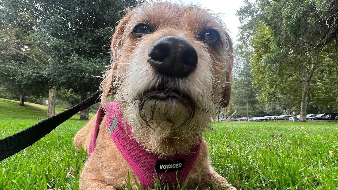 Petition · Make "Hey Buddy" a Mandatory Greeting for All Dogs - United ...