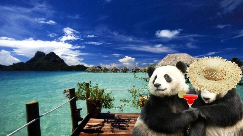 Petition · Move the World's Panda Population to the Islands of Tahiti ...