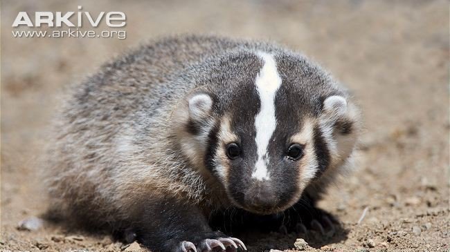 Petition · Save the badgers in Ontario! - Canada · Change.org