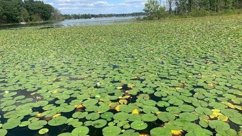Petition · Urgent action needed to save Hatzic Lake & fish habitats ...