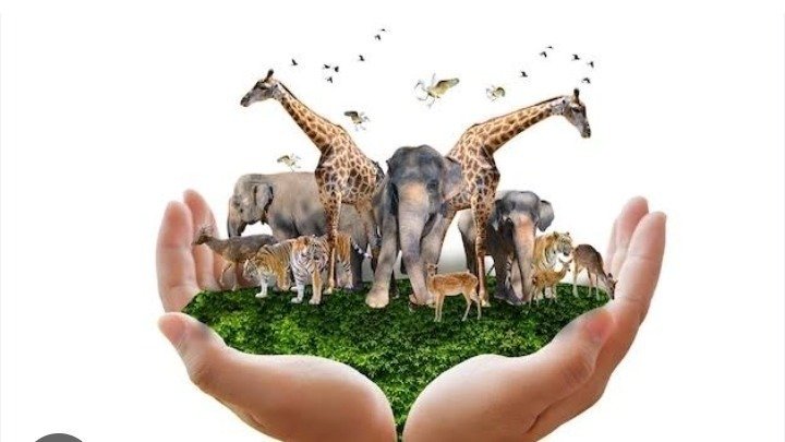 Petition · Save Animals - Philippines · Change.org