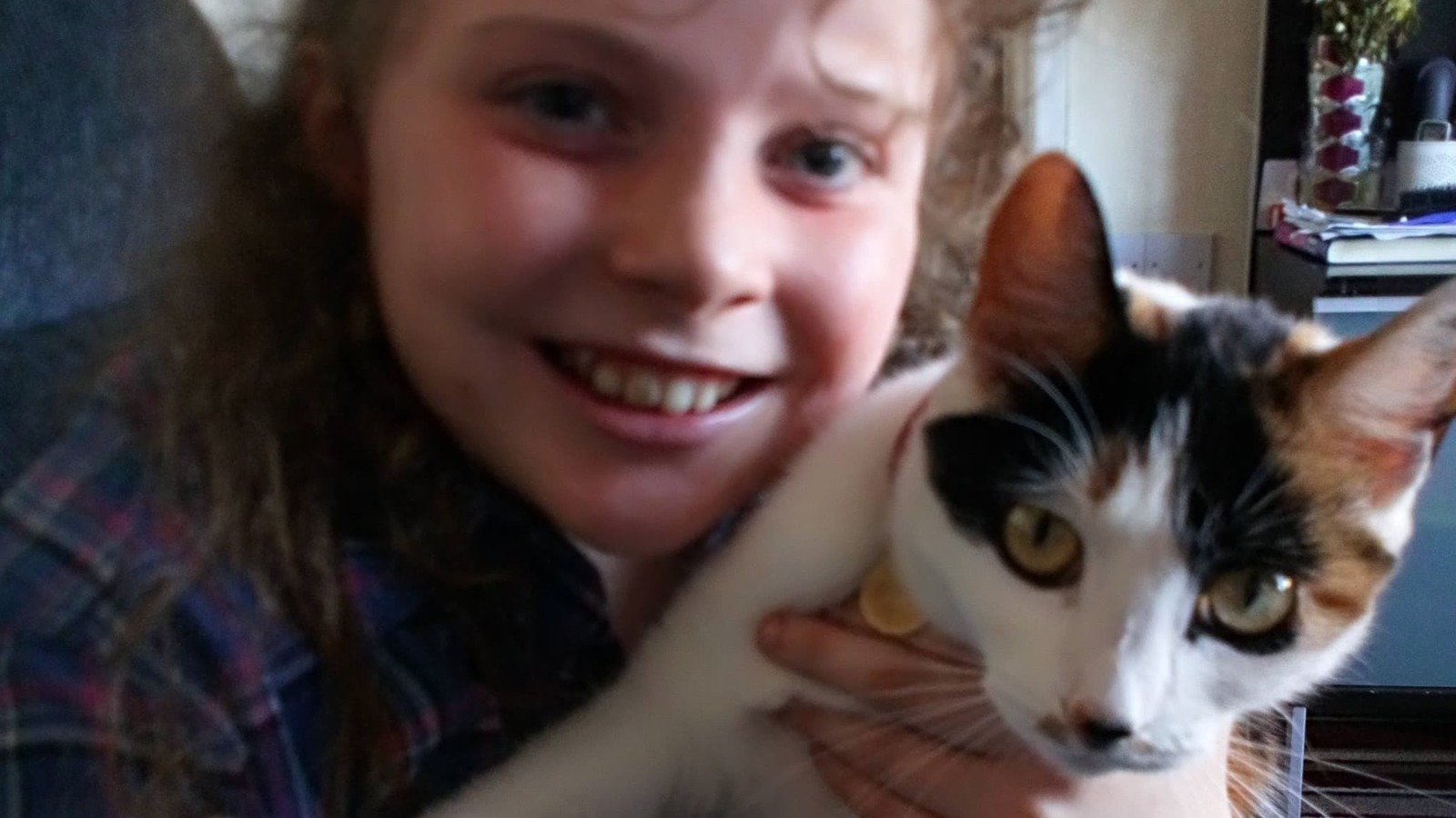 Petition · Approve Rights for cats and other animals as they are just ...