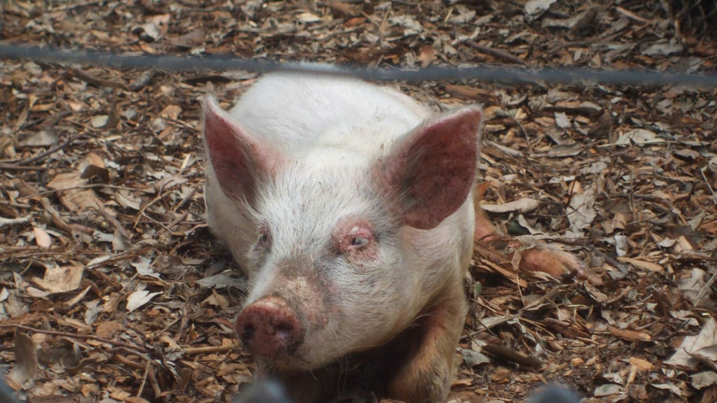 Petition · Tyson: Stop feeding pigs dangerous drugs - United States ...