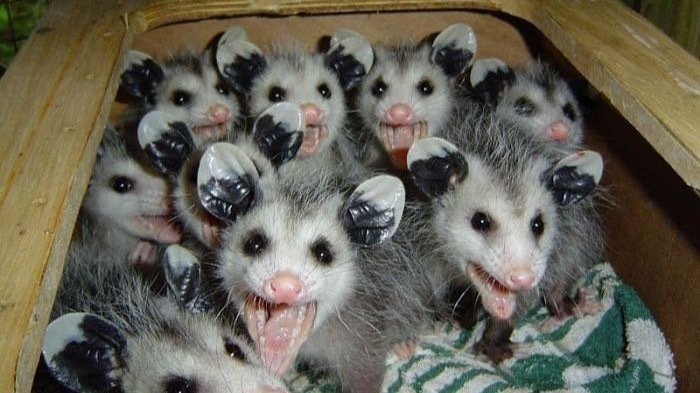 Petition · Change the name of a group of possums to a posse. - United ...