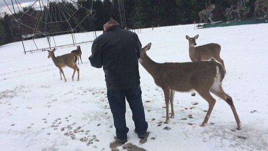 Petition · Save Oglebay Park Deer: Stop the Bow and Arrow Deer Culling ...