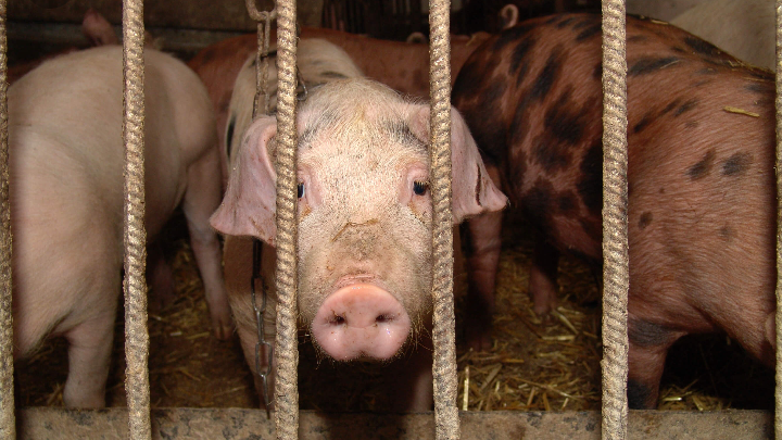 Petición · NO A LA EXPLOTACIÓN ANIMAL. COMISIÓN PARLAMENTARIA ...