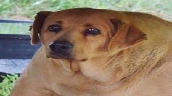 Petition · Get Wide Dog an Education/Girlfriend - United States ...