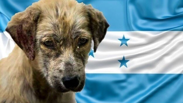 Petición · Advocate for Better Policies to Protect Stray Dogs in ...
