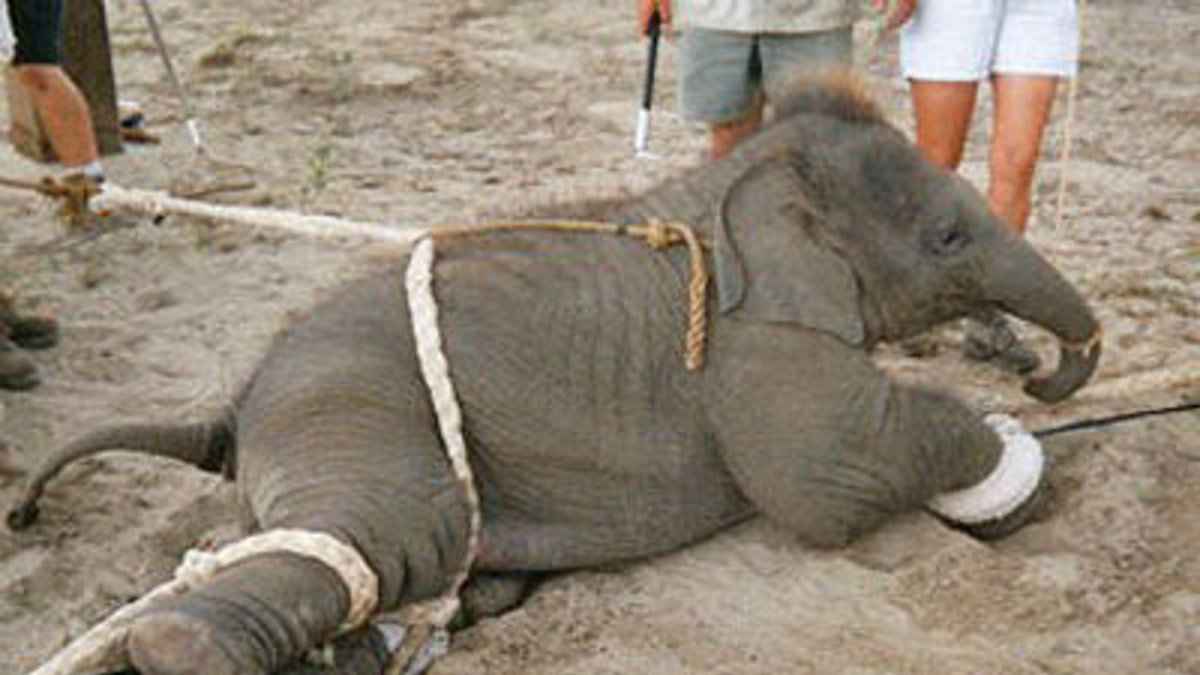 Petition · Ban Animal Circuses in the City of Markham, Ontario - Canada ...