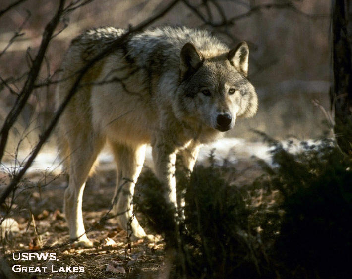 Petition · Michigan's NRC and DNR: Evaluate the need for a hunting ...