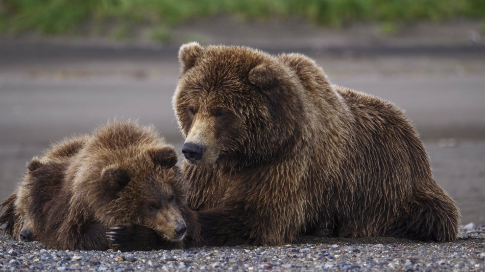 Petition · End the New Permits for Hunting and Trapping in Alaska ...