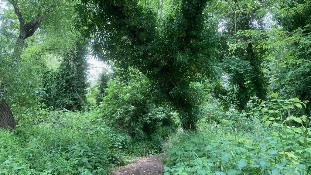 Petition · Protect Paradise Nature Reserve from Queens' College ...