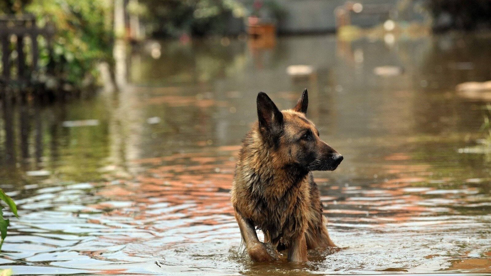 Petition · Help Rescue The Pets Still Trapped After Texas Floods ...
