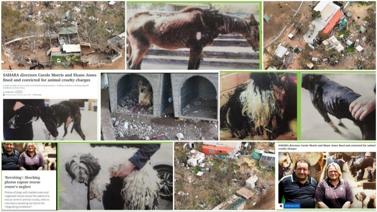 Petition · Stop SAHARA Animal Rescue from hoarding & neglecting animals ...