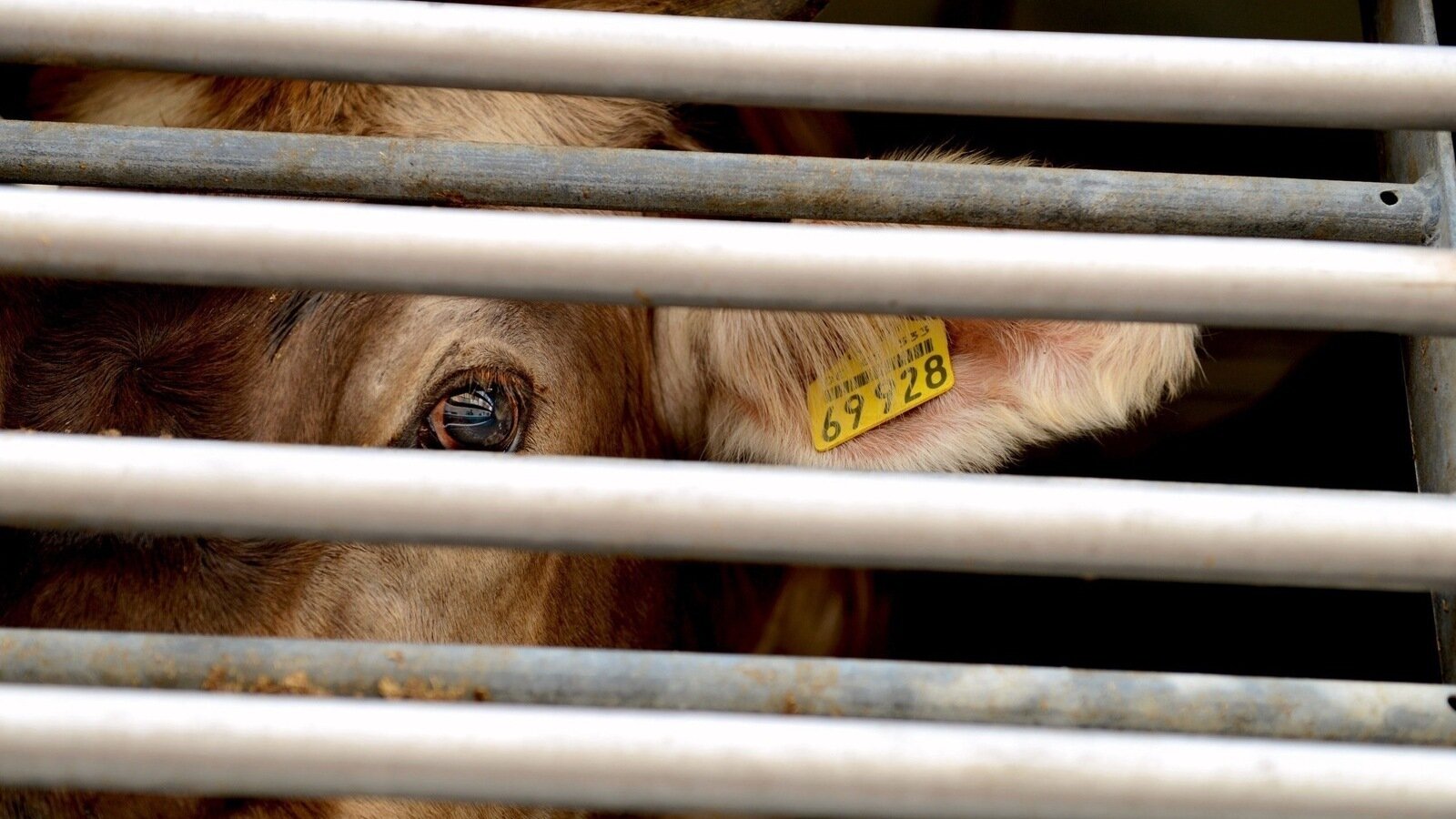 Petition · Raise Awareness and Stop Animal Suffering in the Meat ...
