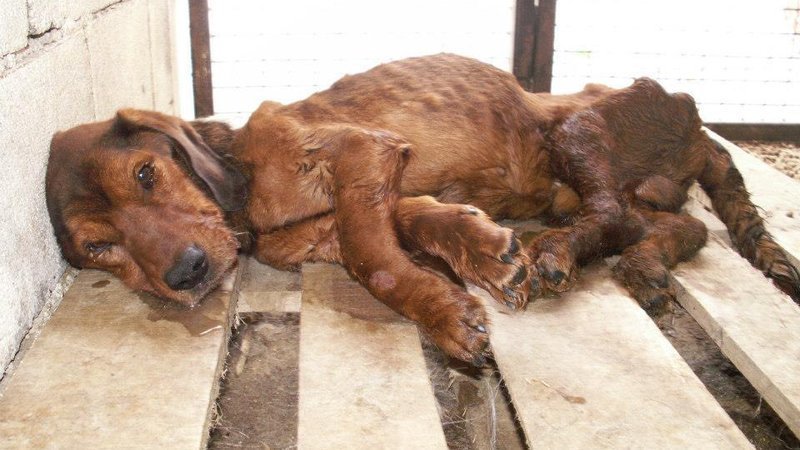Petition · For Pedigree to donate dog food to the stray/starving dogs ...
