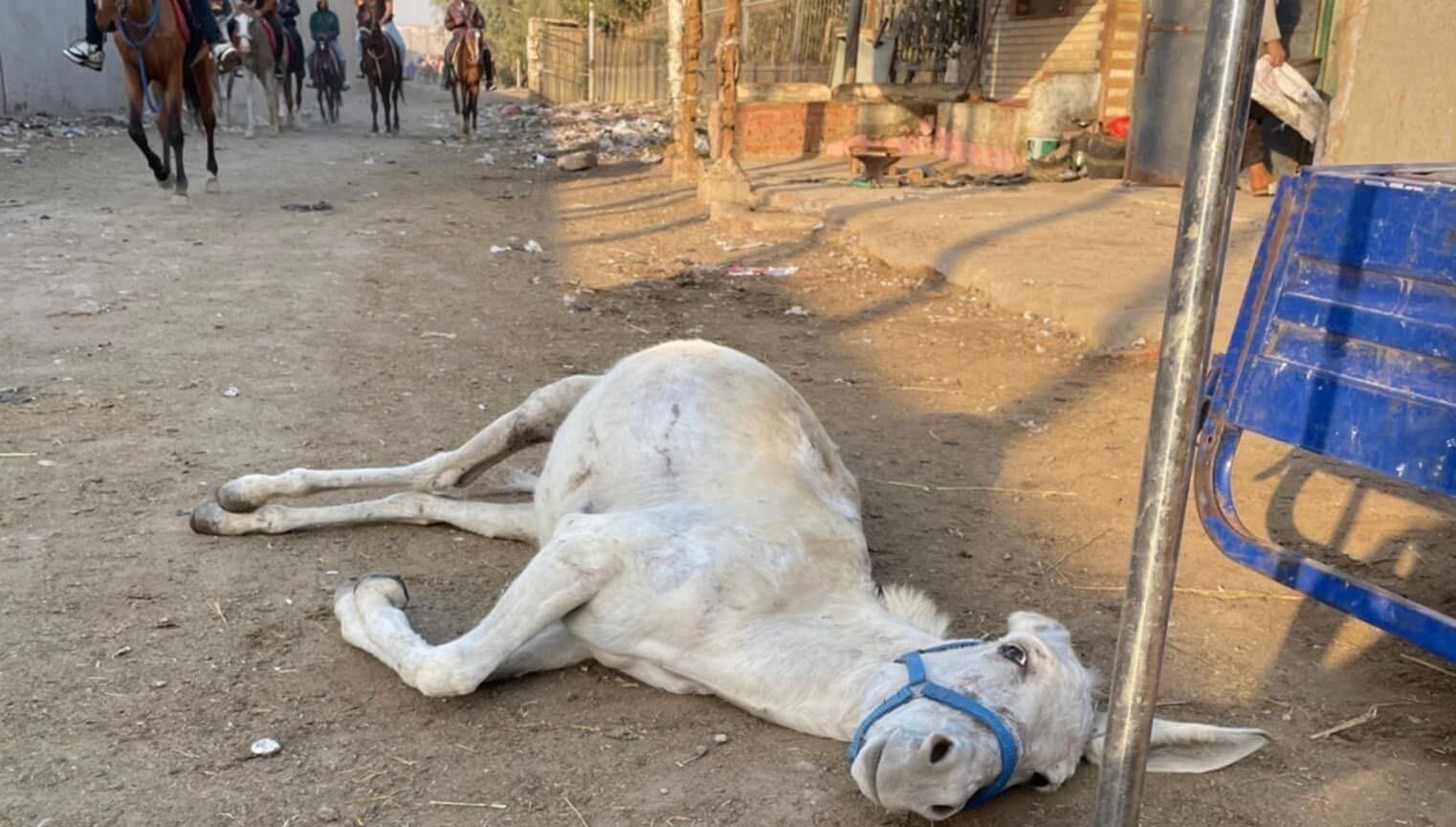 Petition · Implement Strict Animal Welfare Laws to Protect Horses ...