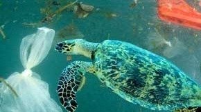 Petition · improve the environment we live in - Philippines · Change.org